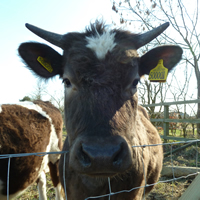 An Introduction to Keeping Cattle - The Accidental Smallholder