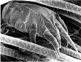 Sheep Scab - The Accidental Smallholder