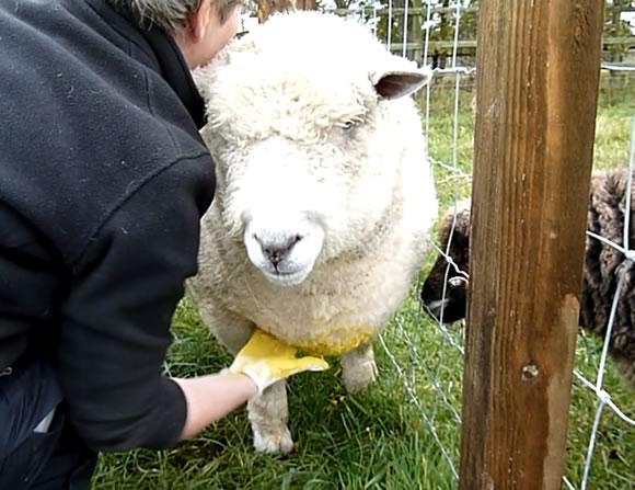 Using raddle - The Accidental Smallholder