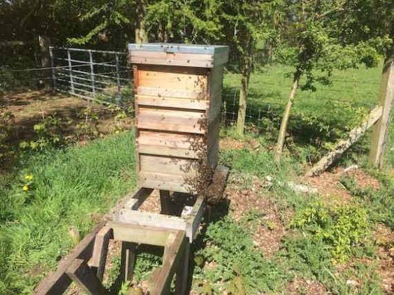 Archie / Bees / Pears - The Accidental Smallholder